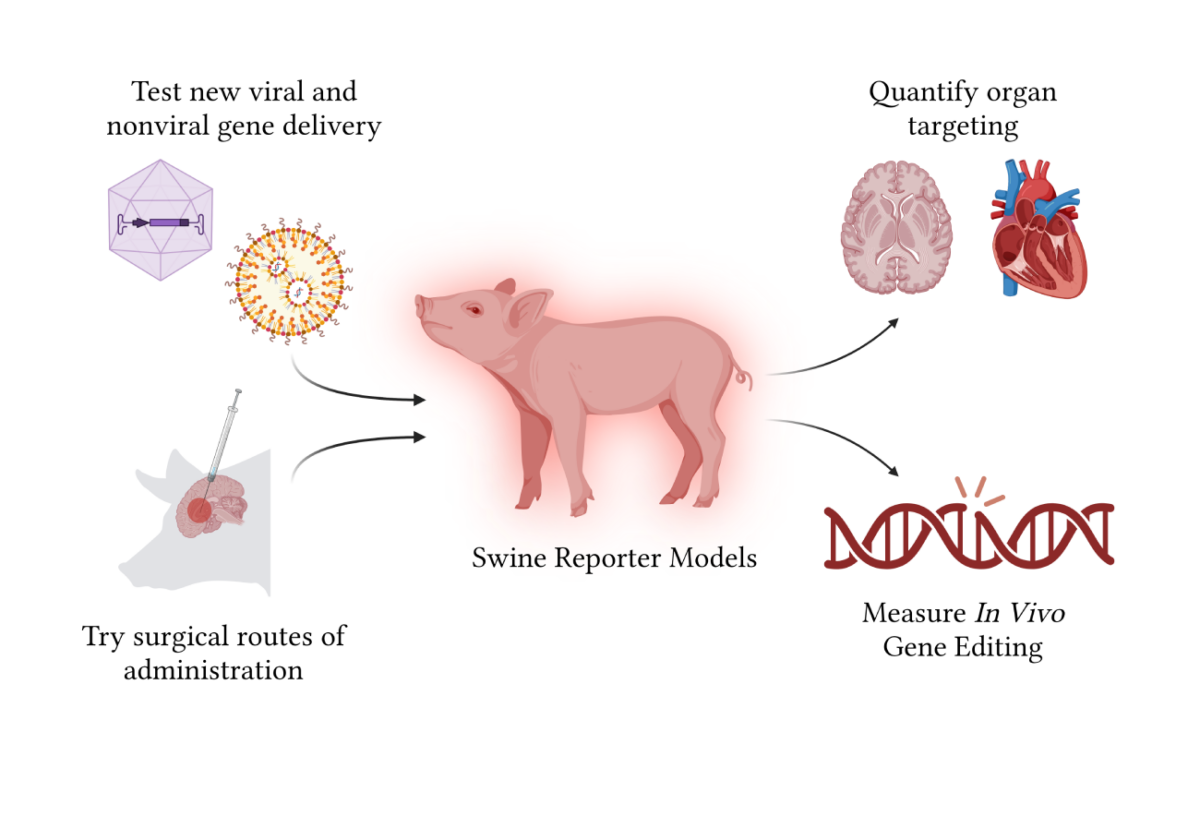 Pig Model - Recombinetics